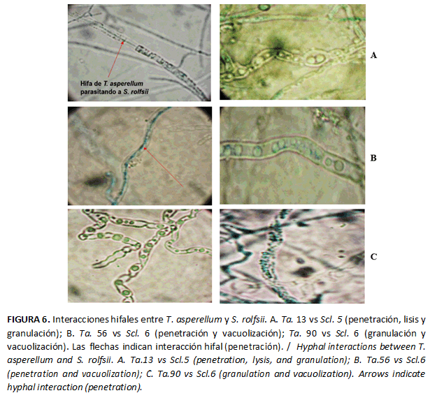 Antagonismo in vitro de aislamientos de Trichoderma asperellum Samuels, Lieckfeldt & Nirenberg ...